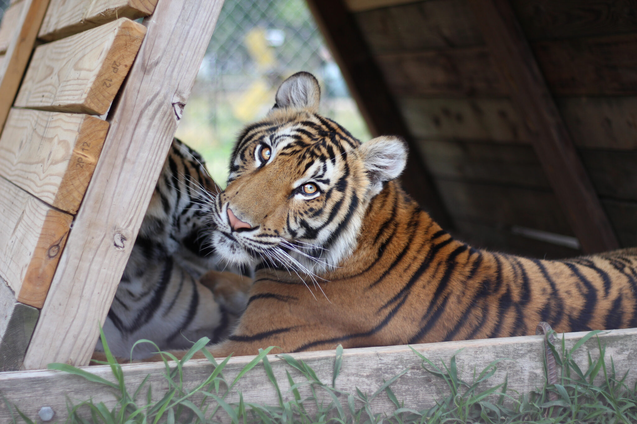 Animal Park at Conservators Center – Animal Park at Conservators Center
