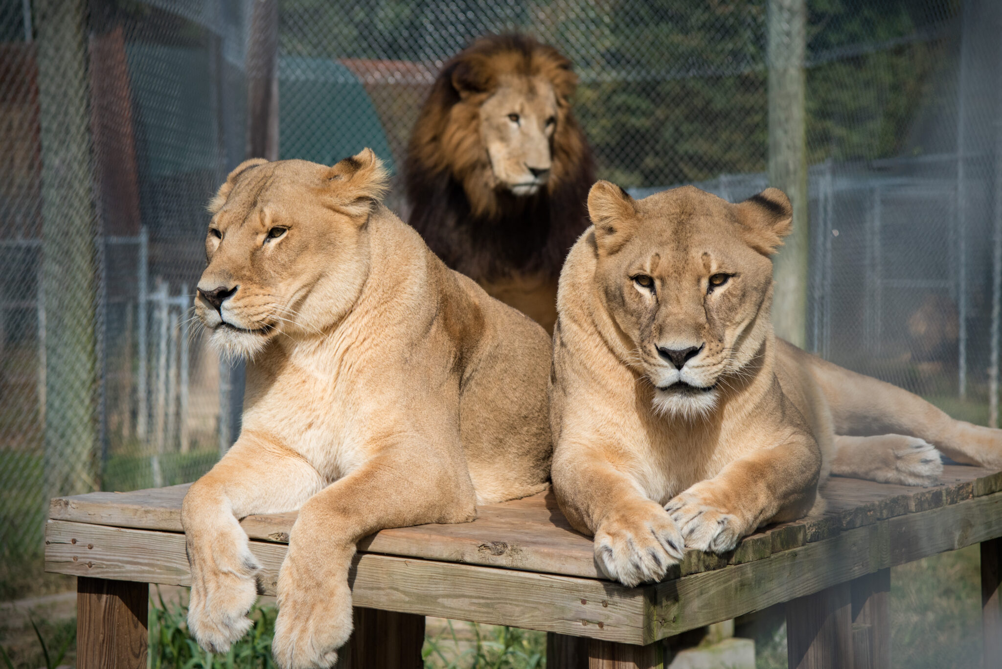 Animal Park at Conservators Center – Animal Park at Conservators Center