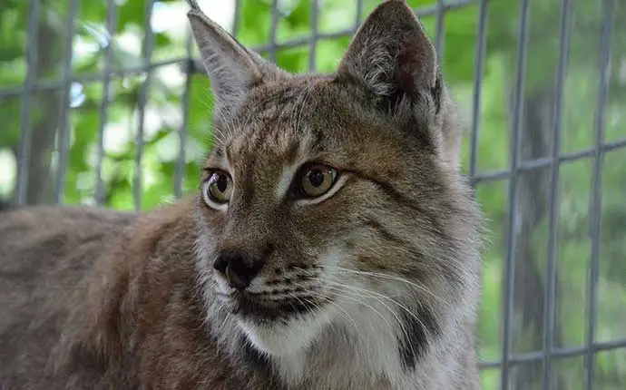 Eurasian Lynx - Animal Park At The Conservators Center