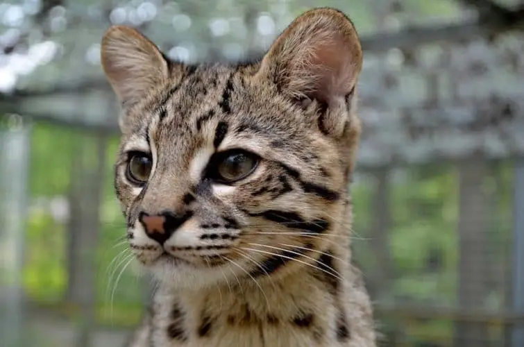 Geoffroy's Cat - Animal Park At The Conservators Center